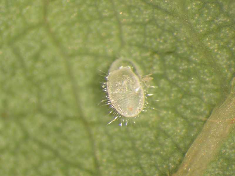 Whitefly - indoors